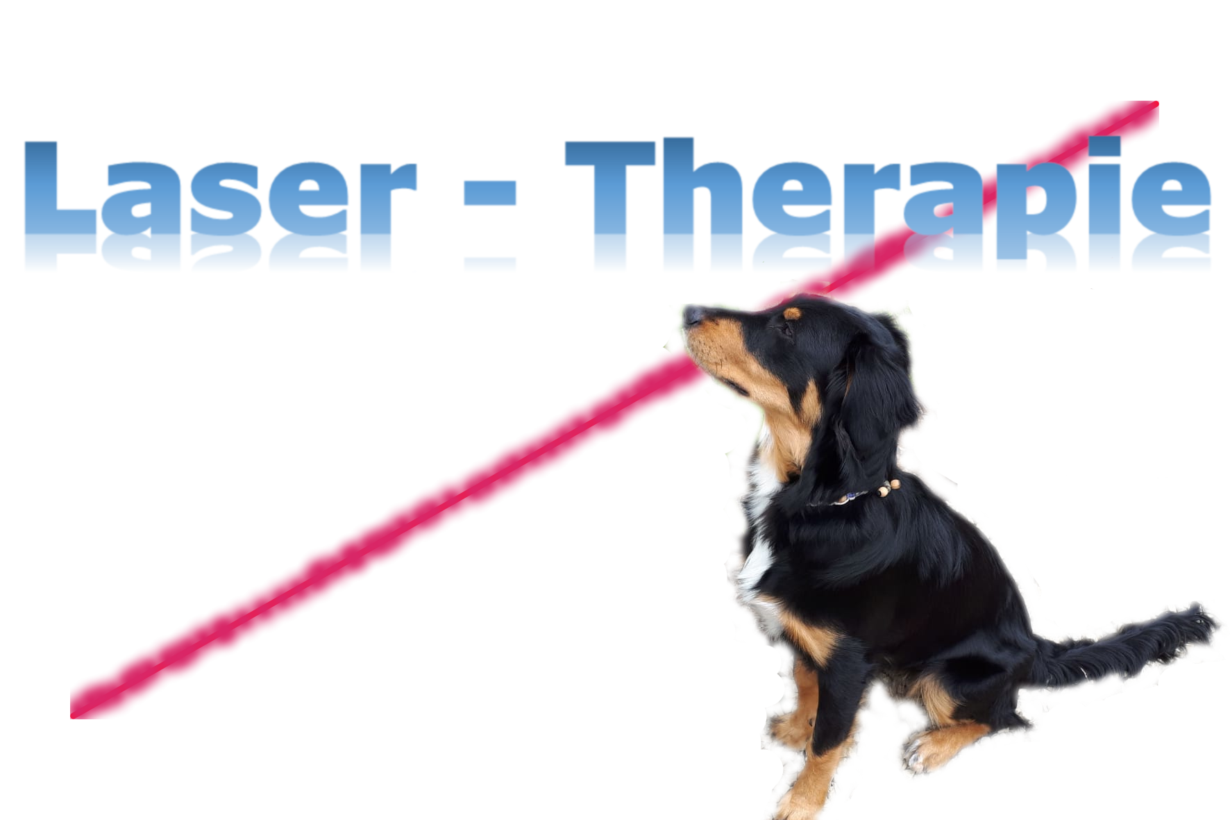Lasertherapie und Anwendung in der Hundephysiotherapie / Tierphysiotherapie